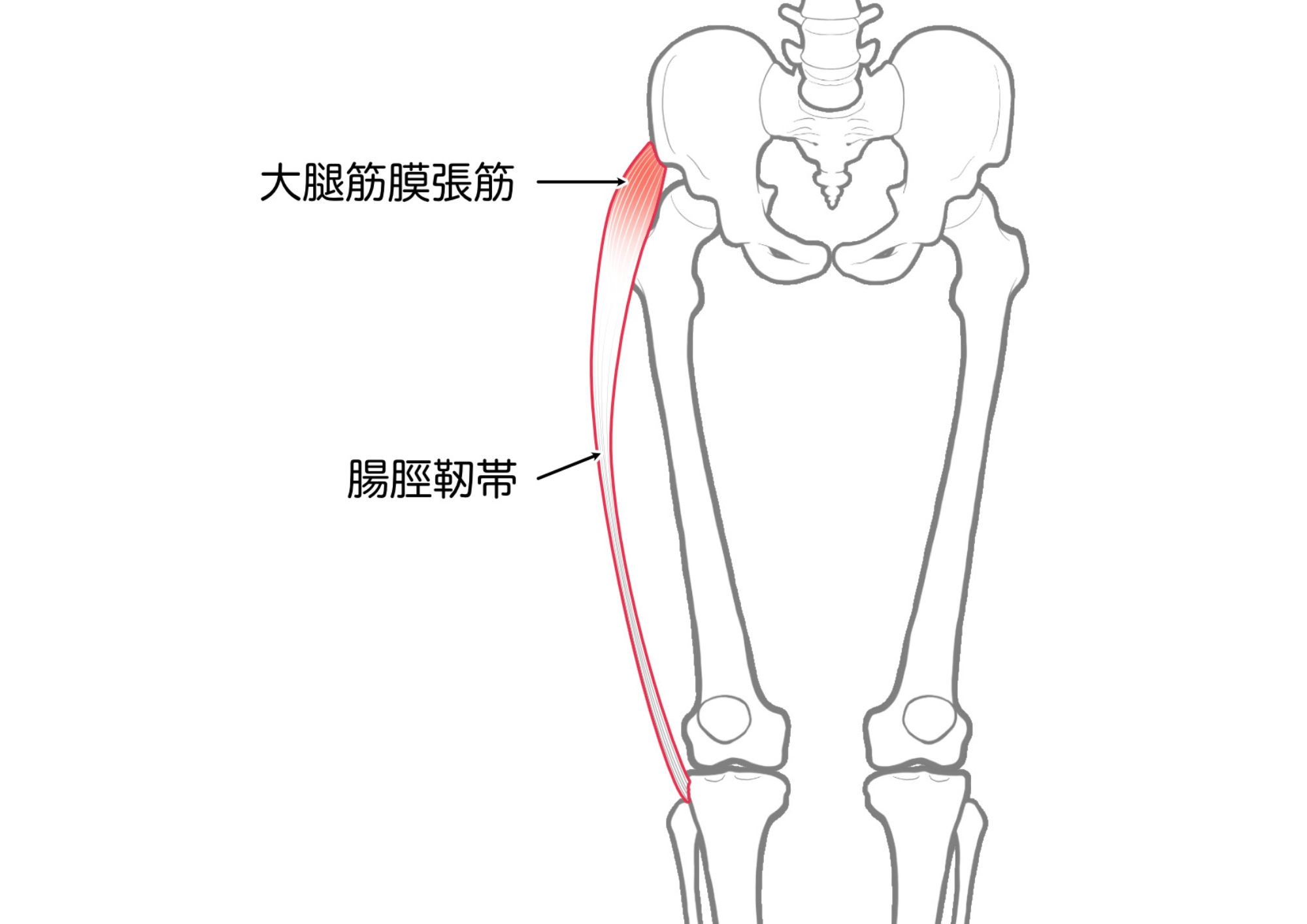 【O脚改善】脚のゆがみを整える！大腿筋膜張筋ストレッチのやり方／中野の脚やせ専門プライベートサロンB-CHERISH | 脚やせ専門ボディメイクB-CHERISH